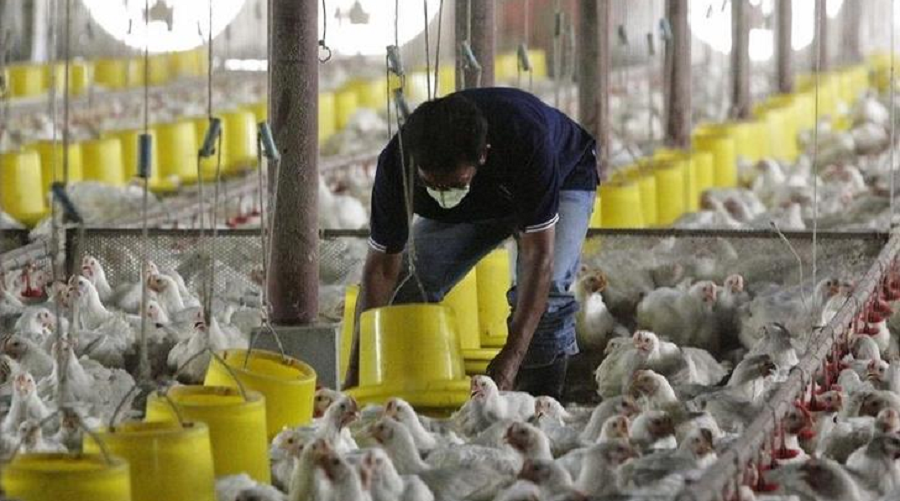 Thailand Chicken Farm — Lawyers' Rights Watch Canada